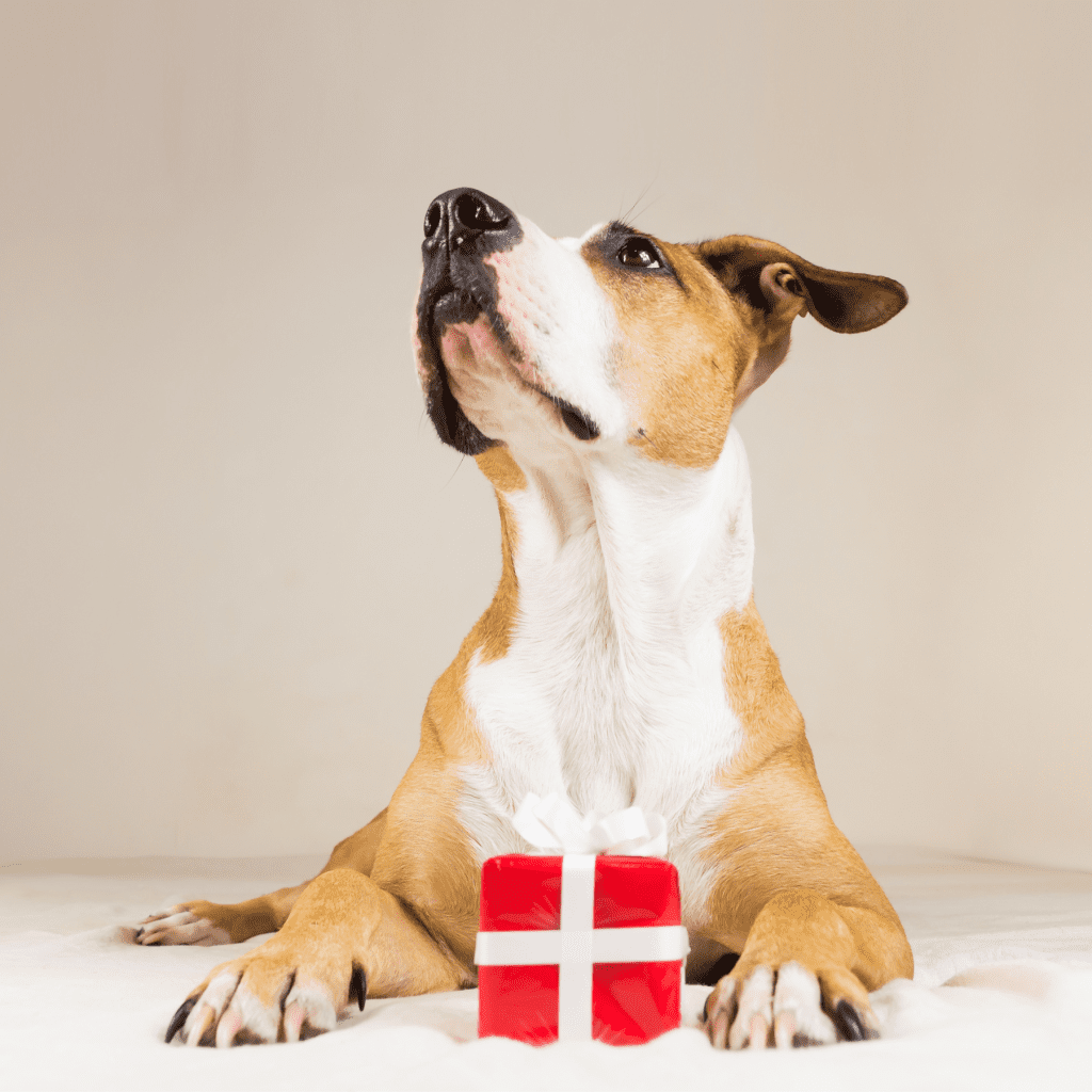 30+ Dog Gifts to Treat Your Furry Friends | The Basic Housewife